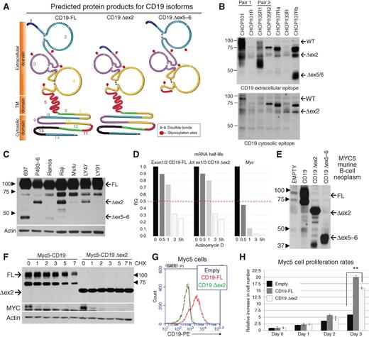 Convergence of Acquired Mutations and Alternative Splicing of CD19 ...