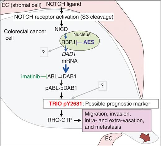 Promotion of Colorectal Cancer Invasion and Metastasis through ...
