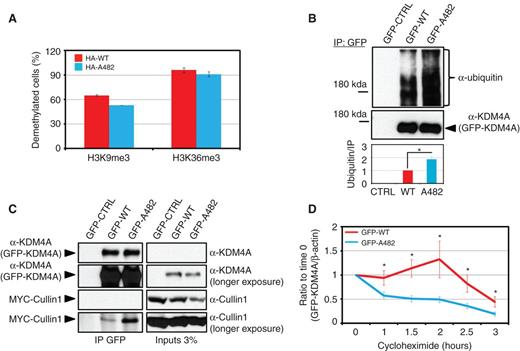 A Coding Single-Nucleotide Polymorphism in Lysine Demethylase KDM4A ...
