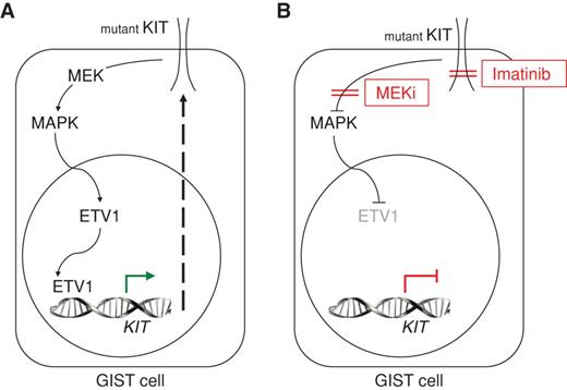Targeting ETV1 in Gastrointestinal Stromal Tumors: Tripping the Circuit ...