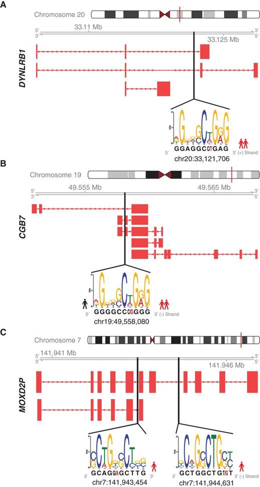 The Genetics of Splicing in Neuroblastoma | Cancer Discovery | American ...