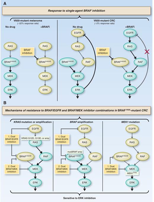 Old Habits Die Hard: Addiction of BRAF-Mutant Cancer Cells to MAP ...