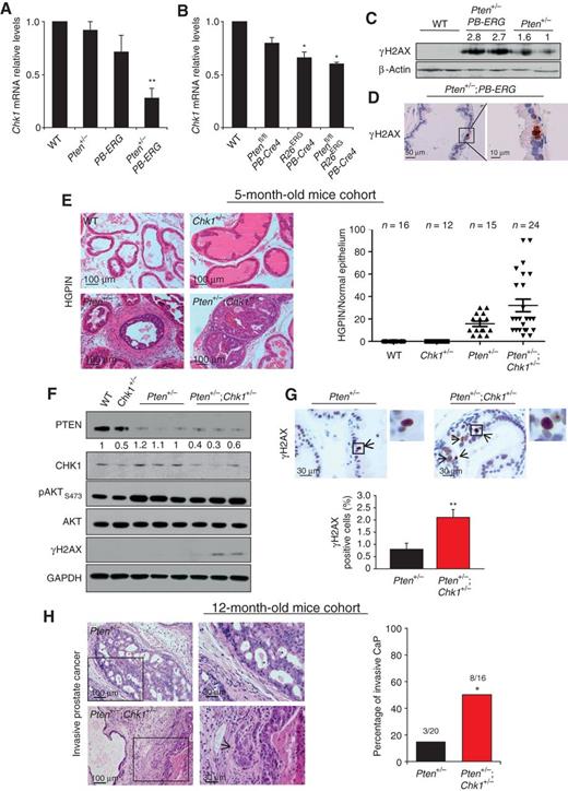 Suppression of CHK1 by ETS Family Members Promotes DNA Damage Response ...