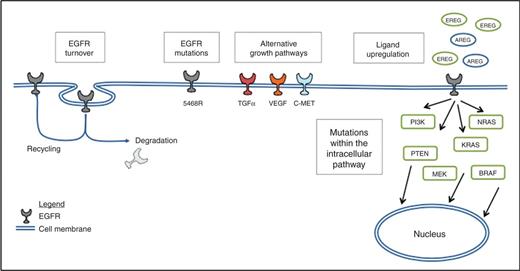 Sym004: Truly a New Level of Anti-EGFR Treatment? | Cancer Discovery ...