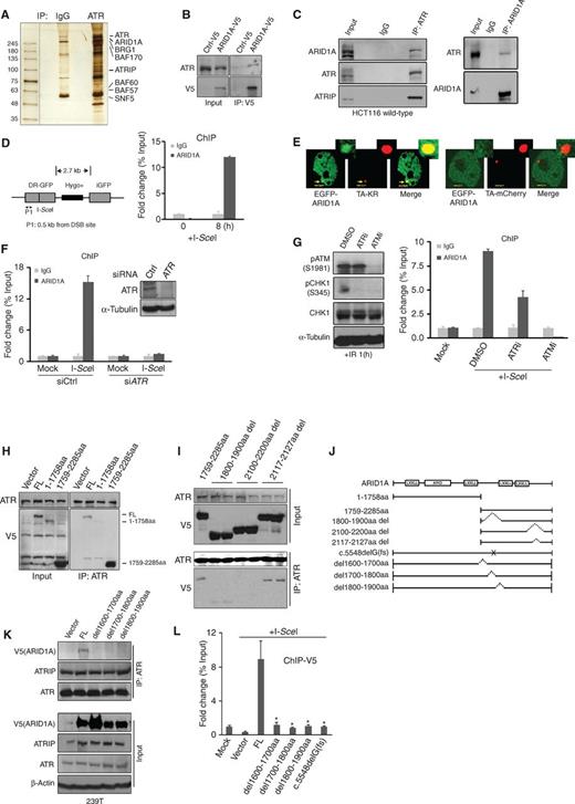 ARID1A Deficiency Impairs the DNA Damage Checkpoint and Sensitizes ...