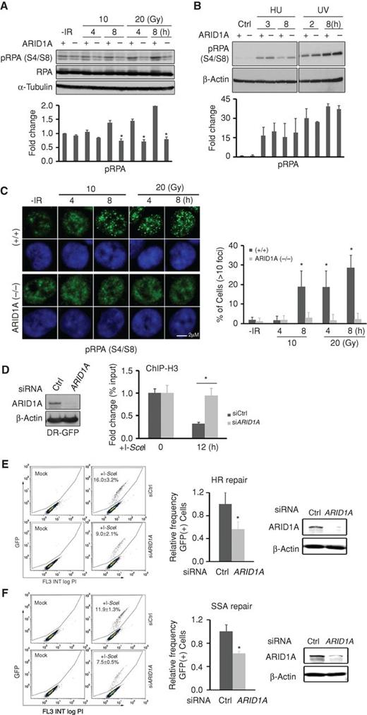 ARID1A Deficiency Impairs the DNA Damage Checkpoint and Sensitizes ...