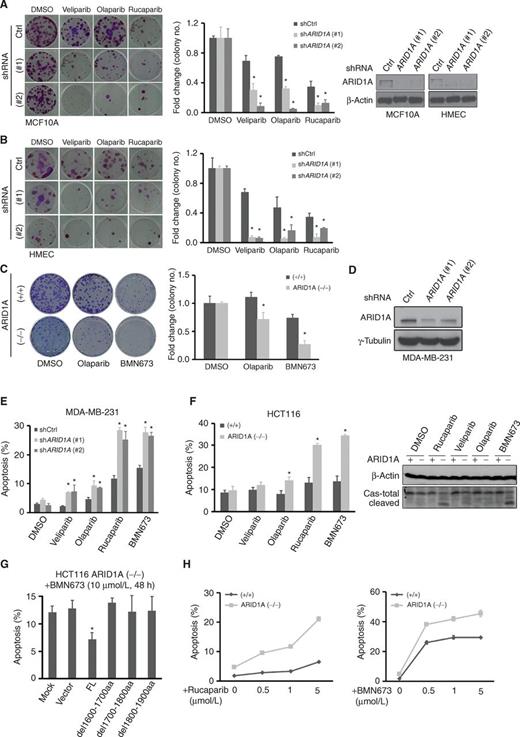ARID1A Deficiency Impairs the DNA Damage Checkpoint and Sensitizes ...