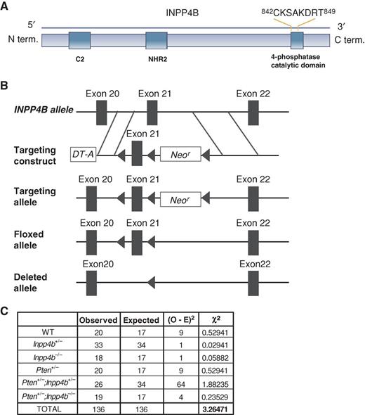 In Vivo Role of INPP4B in Tumor and Metastasis Suppression through ...