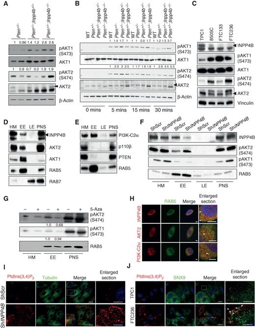 In Vivo Role of INPP4B in Tumor and Metastasis Suppression through ...