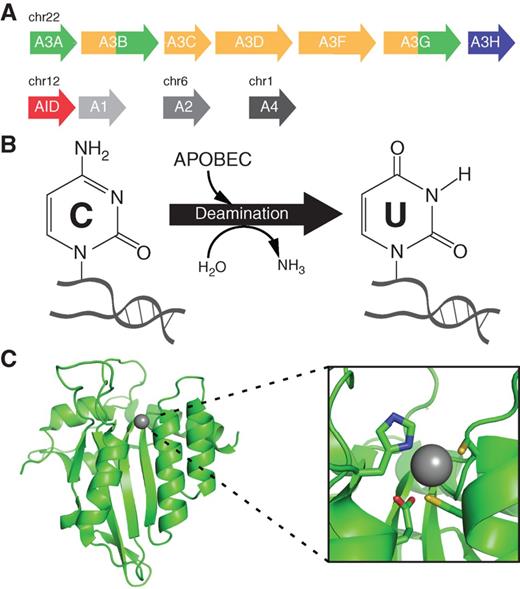 APOBEC Enzymes: Mutagenic Fuel for Cancer Evolution and Heterogeneity ...