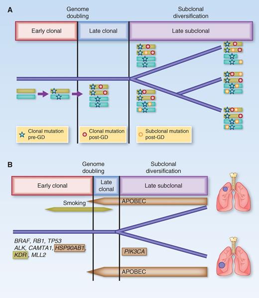APOBEC Enzymes: Mutagenic Fuel for Cancer Evolution and Heterogeneity ...