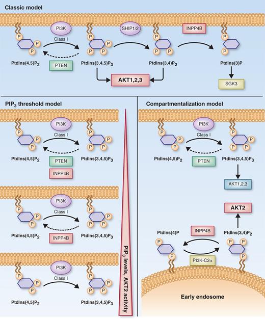 INPP4B Is a Tumor Suppressor in the Context of PTEN Deficiency | Cancer ...