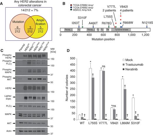 HER2 Activating Mutations Are Targets for Colorectal Cancer Treatment ...