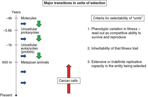Evolutionary Determinants of Cancer | Cancer Discovery | American ...