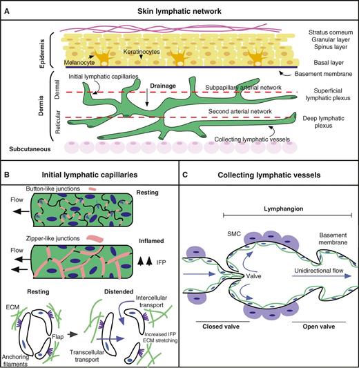 Lymphatic Vessels, Inflammation, and Immunity in Skin Cancer | Cancer ...