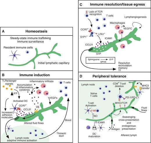 Lymphatic Vessels, Inflammation, and Immunity in Skin Cancer | Cancer ...