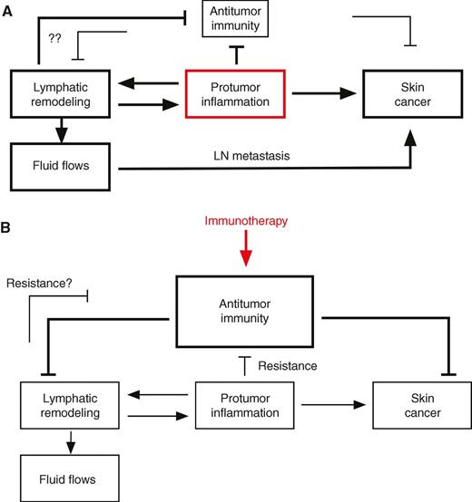 Lymphatic Vessels, Inflammation, and Immunity in Skin Cancer | Cancer ...