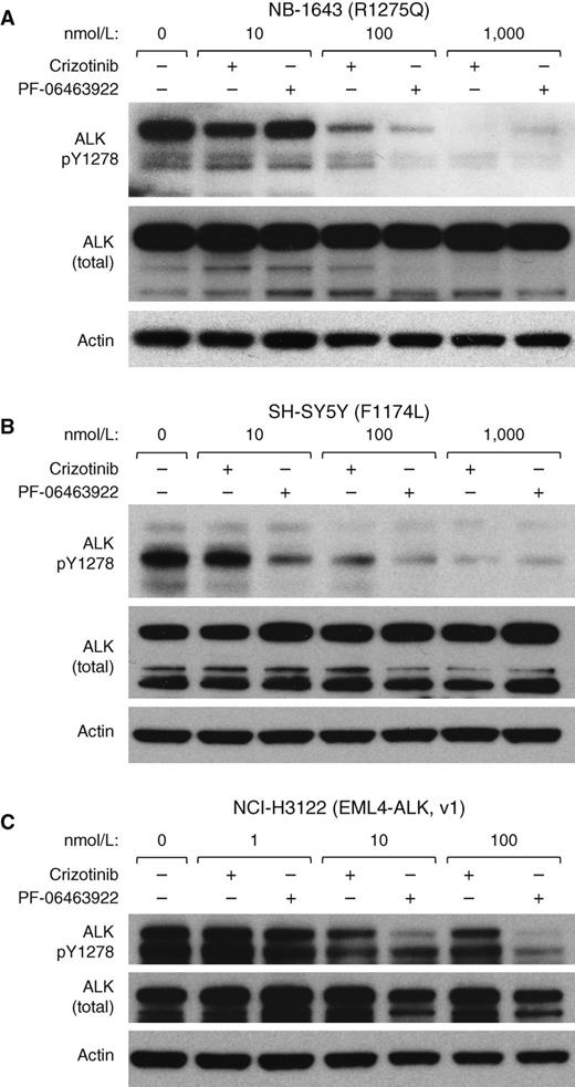 The ALK/ROS1 Inhibitor PF-06463922 Overcomes Primary Resistance to ...