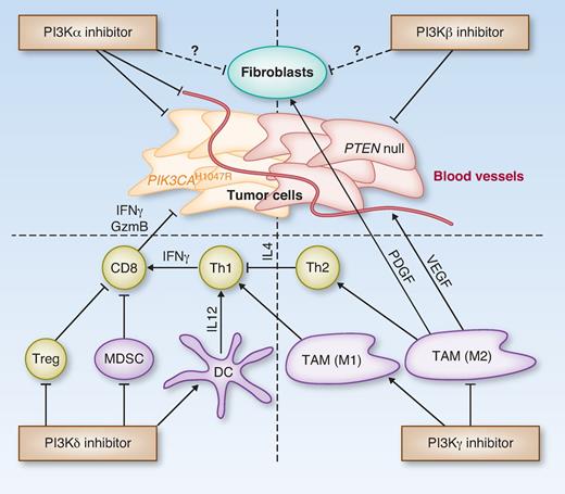 Targeting PI3K in Cancer: Impact on Tumor Cells, Their Protective ...