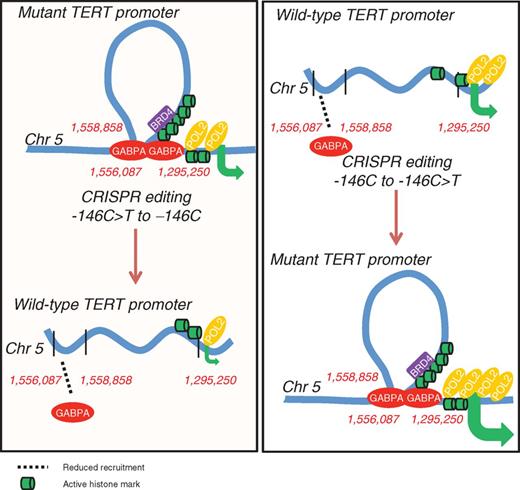 Long-Range Chromatin Interactions Drive Mutant TERT Promoter Activation | Cancer Discovery ...