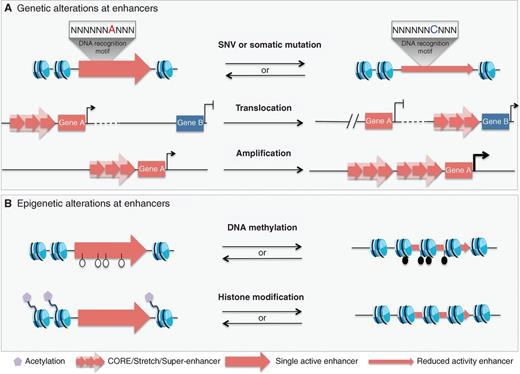 Emergence of the Noncoding Cancer Genome: A Target of Genetic and ...