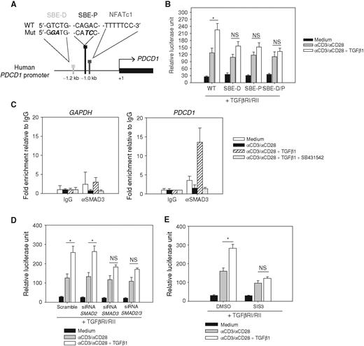 TGFβ1-Mediated SMAD3 Enhances PD-1 Expression on Antigen-Specific T ...