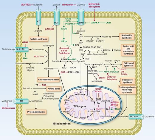 Targeting Cancer Metabolism: Dietary and Pharmacologic Interventions ...