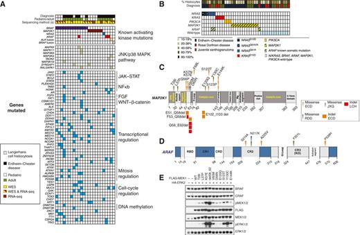 Diverse and Targetable Kinase Alterations Drive Histiocytic Neoplasms ...