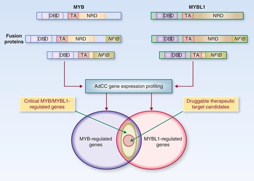 Adenoid Cystic Carcinoma Can Be Driven by MYB or MYBL1 Rearrangements ...