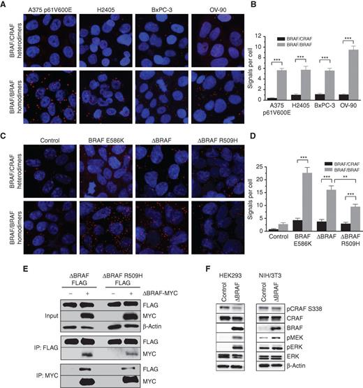 Oncogenic BRAF Deletions That Function as Homodimers and Are Sensitive ...