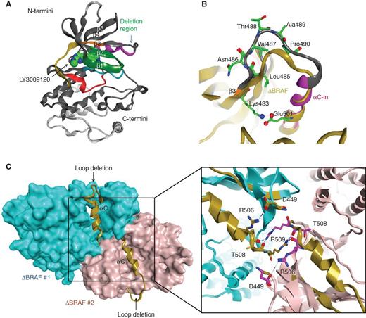 Oncogenic BRAF Deletions That Function as Homodimers and Are Sensitive ...