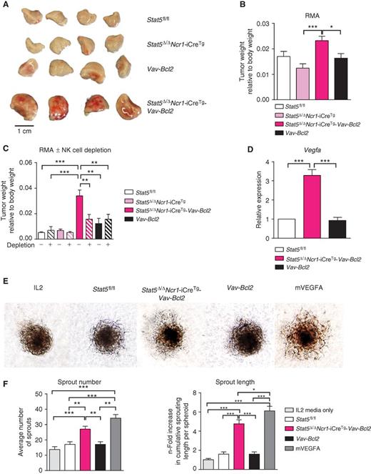 STAT5 Is a Key Regulator in NK Cells and Acts as a Molecular Switch ...