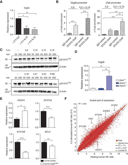 STAT5 Is a Key Regulator in NK Cells and Acts as a Molecular Switch ...