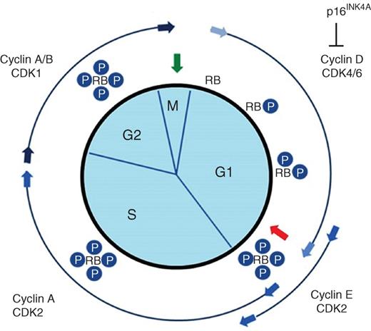 Targeting CDK4 and CDK6: From Discovery to Therapy | Cancer Discovery ...