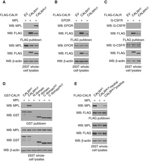 Mutant Calreticulin Requires Both Its Mutant C-terminus and the ...