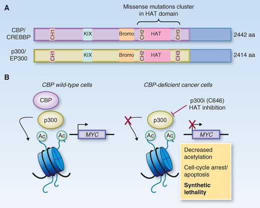 Lifting Up the HAT: Synthetic Lethal Screening Reveals a Novel ...
