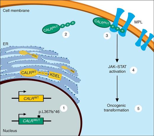 Molecular Mechanism of Mutant CALR–Mediated Transformation | Cancer ...