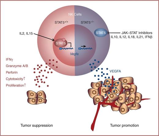 STAT5 Loss Awakens the Dark Force in Natural Killer Cells | Cancer ...