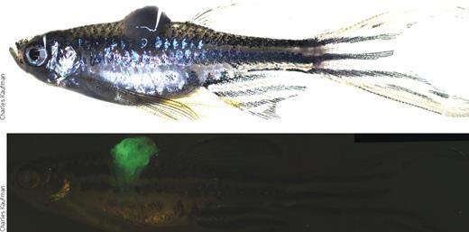 Fish Reveal Origins of Melanoma | Cancer Discovery | American ...