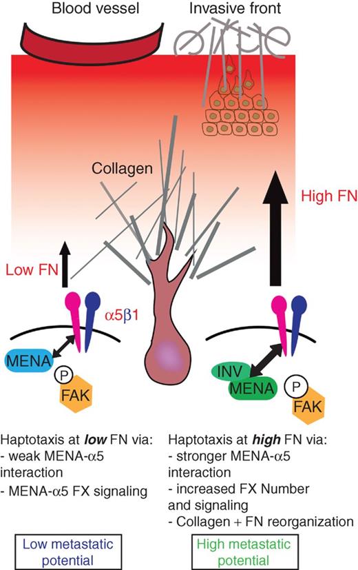 Tumor Cell–Driven Extracellular Matrix Remodeling Drives Haptotaxis ...