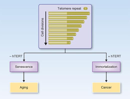 Role of Telomeres and Telomerase in Aging and Cancer | Cancer Discovery ...