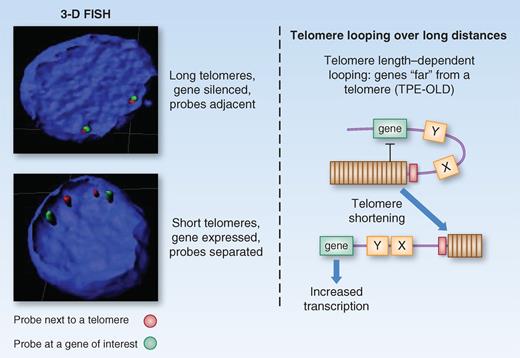 Role of Telomeres and Telomerase in Aging and Cancer | Cancer Discovery ...