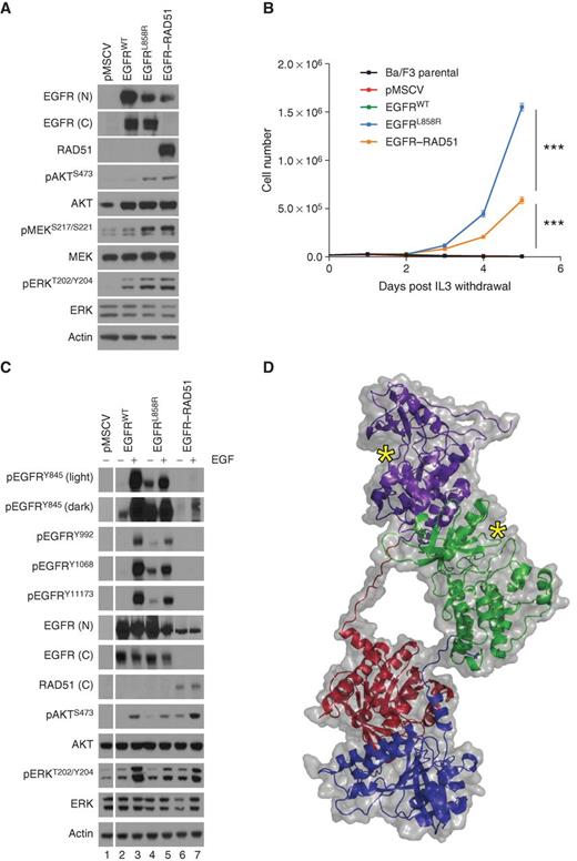 EGFR Fusions as Novel Therapeutic Targets in Lung Cancer | Cancer ...