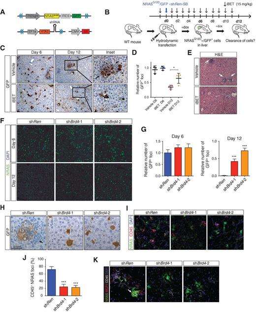 BRD4 Connects Enhancer Remodeling to Senescence Immune Surveillance ...