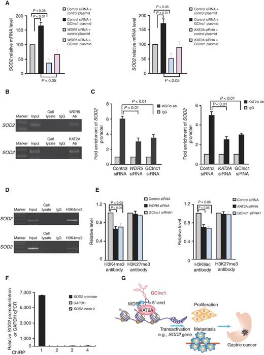 LncRNA GClnc1 Promotes Gastric Carcinogenesis and May Act as a Modular ...