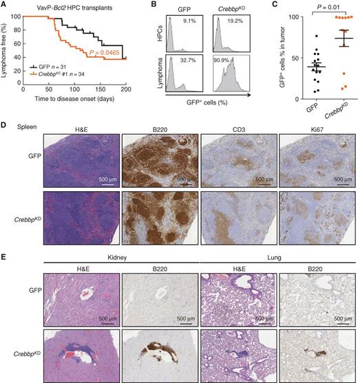 CREBBP Inactivation Promotes the Development of HDAC3-Dependent ...