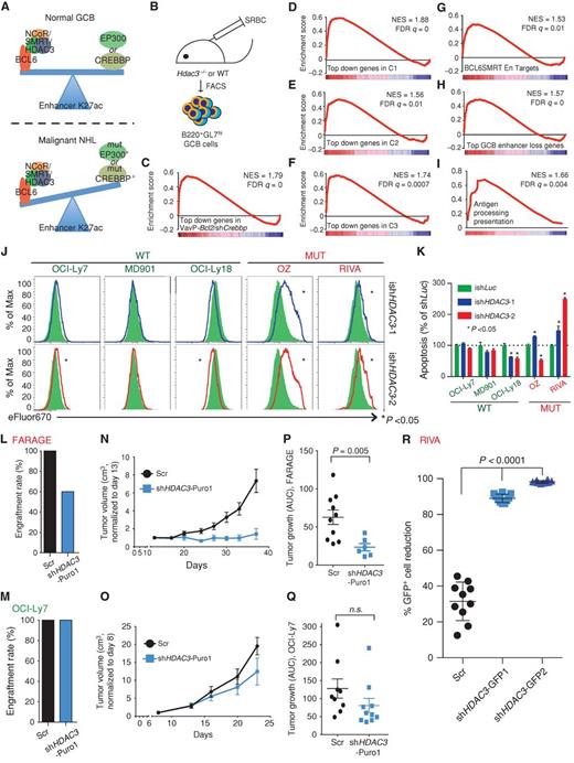 CREBBP Inactivation Promotes the Development of HDAC3-Dependent ...