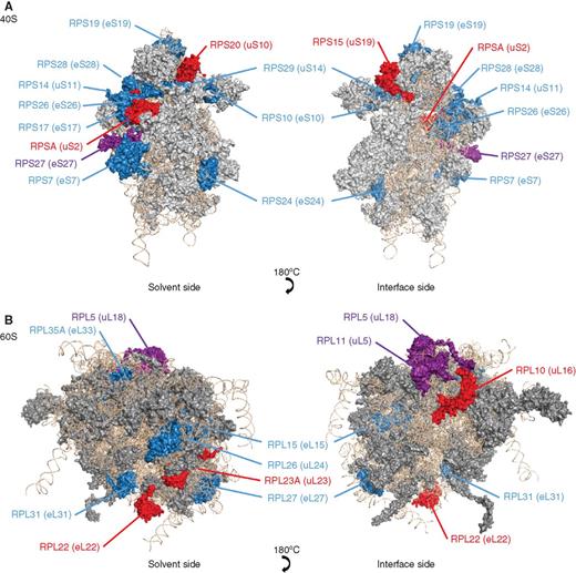 How Ribosomes Translate Cancer | Cancer Discovery | American ...
