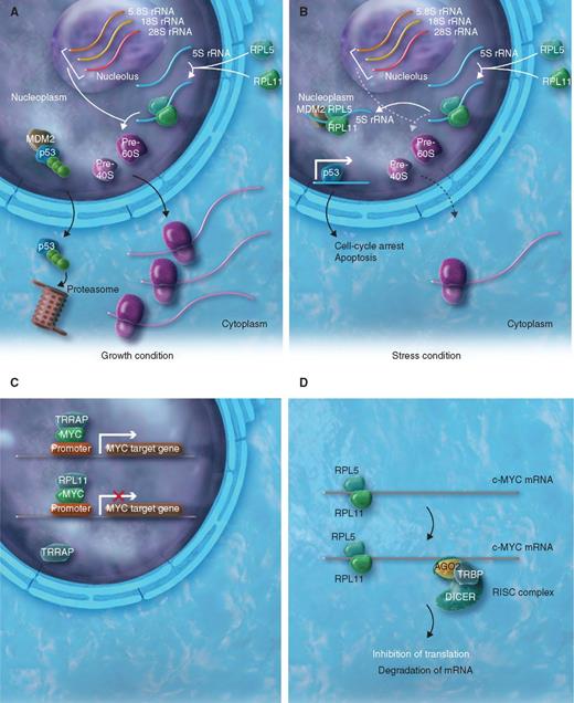 How Ribosomes Translate Cancer | Cancer Discovery | American ...