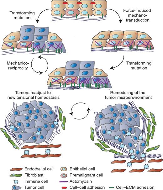 Tissue Force Programs Cell Fate and Tumor Aggression | Cancer Discovery ...